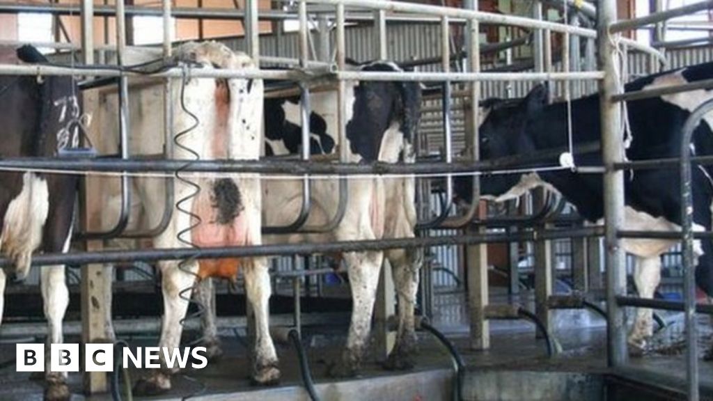 Milk price cut 'unsustainable' for farmers, union warns - BBC News