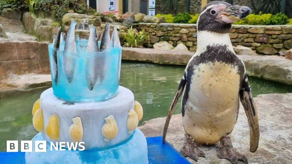 Paradise Park celebrates penguin's 35th birthday - BBC News