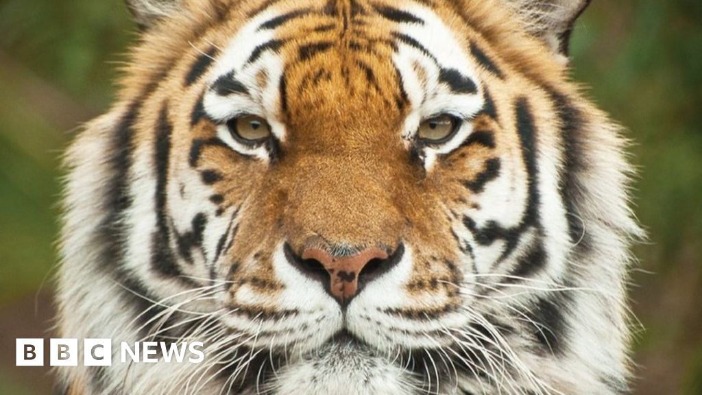 Deaths of two tigers mourned by Essex and Norfolk zoos - BBC News