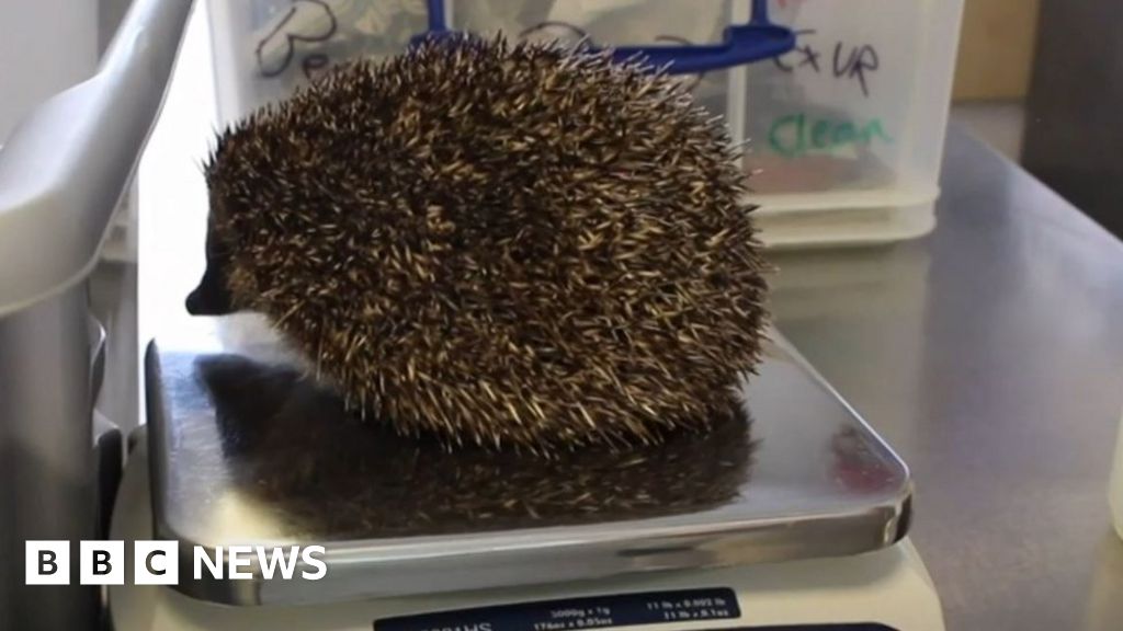 Hedgehogs treated for dehydration at Shepreth Wildlife Park - BBC News