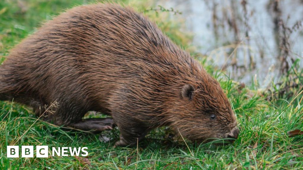 Beavers return to Lincolnshire after 400 years