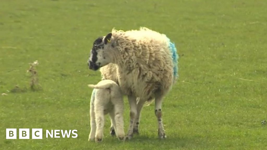 Sheep butchered in fields by 'professional gangs'