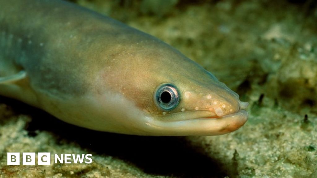 River Tyne: Work on eel pass and fish counter upgrade begins - BBC News