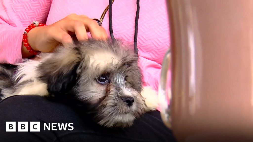 Egypt's first dog cafe proves a hit - BBC News