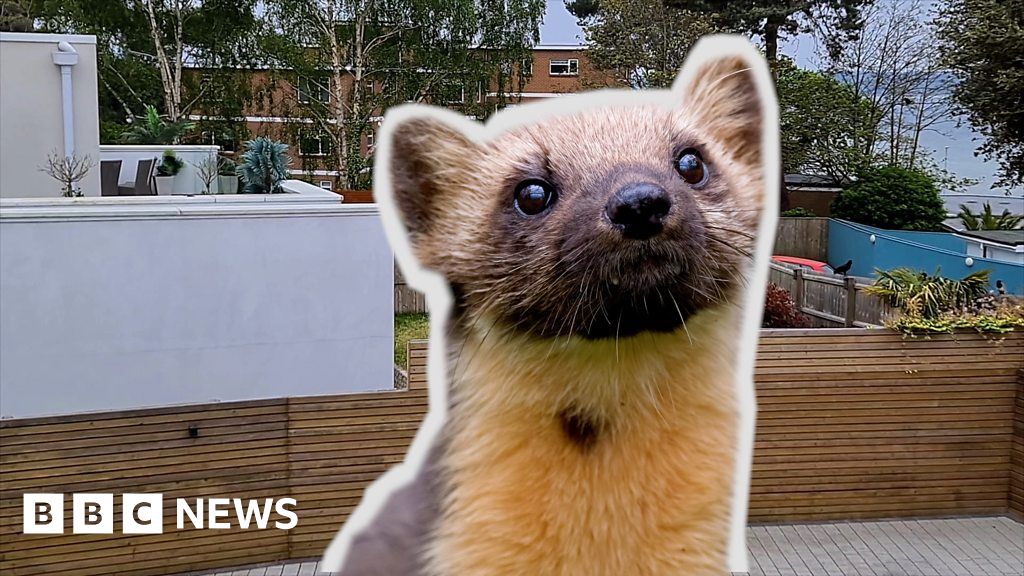 Pine marten footage is thought to be first Dorset sighting