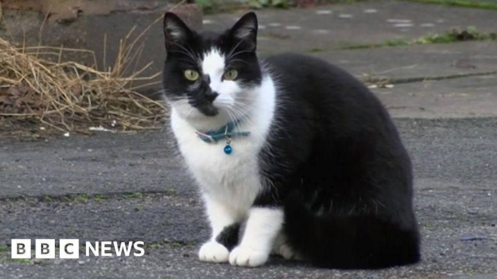 'Cat-killer in our midst', Cradley Heath owners claim - BBC News
