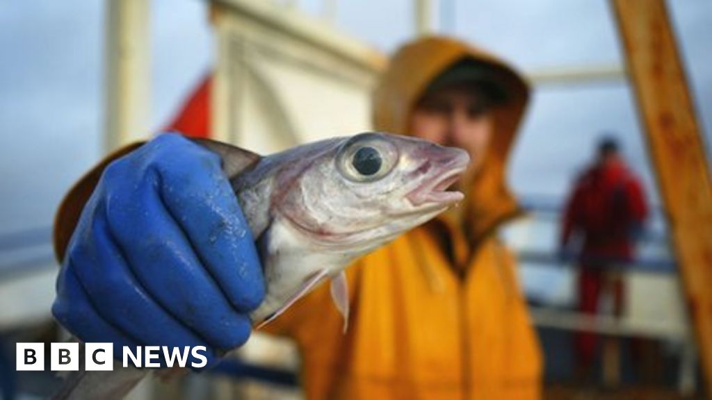 UK fishing industry 'will need EU market access' post Brexit - BBC News