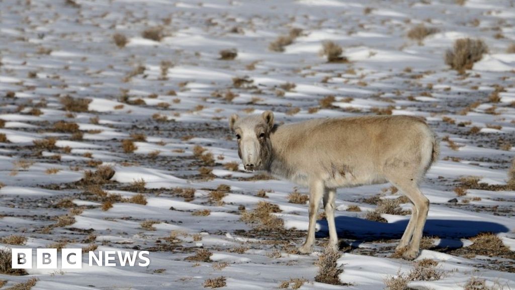 Endangered antelope 'may be wiped out' - BBC News