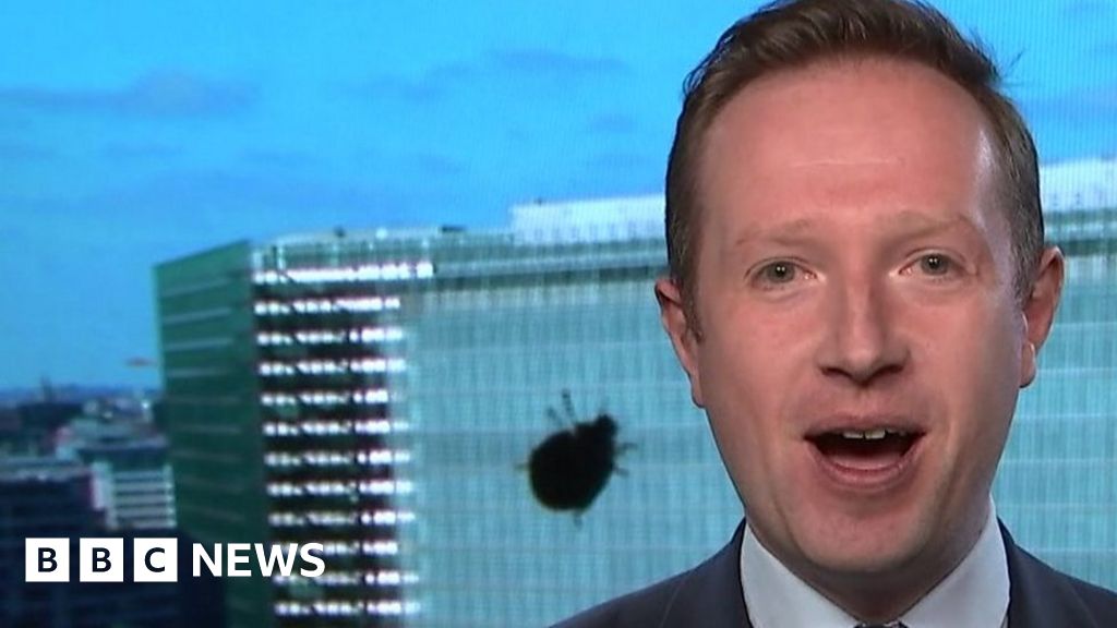 Adam Fleming and mystery insect on BBC Politics Live