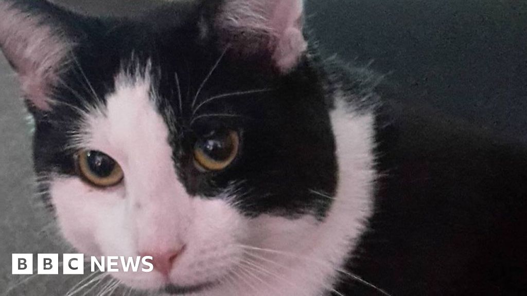 Bruce the cat killed by firework in Stoke-on-Trent