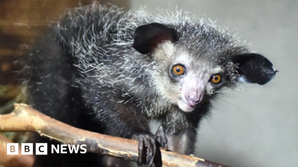 Japan: Rare lemur sent on 'romantic holiday' to Jersey - BBC News