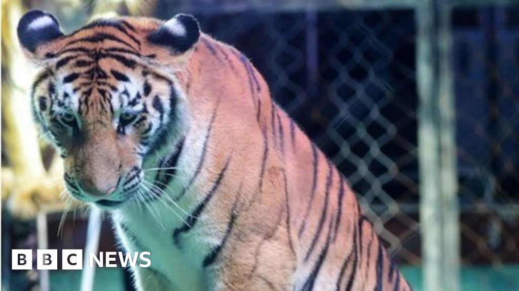 Caged tiger is entertainment for Florida students - BBC News