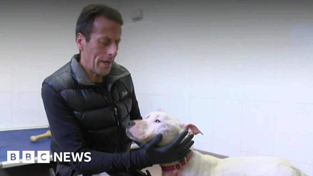 Thousands of dog fights are reported to the RSPCA - BBC News