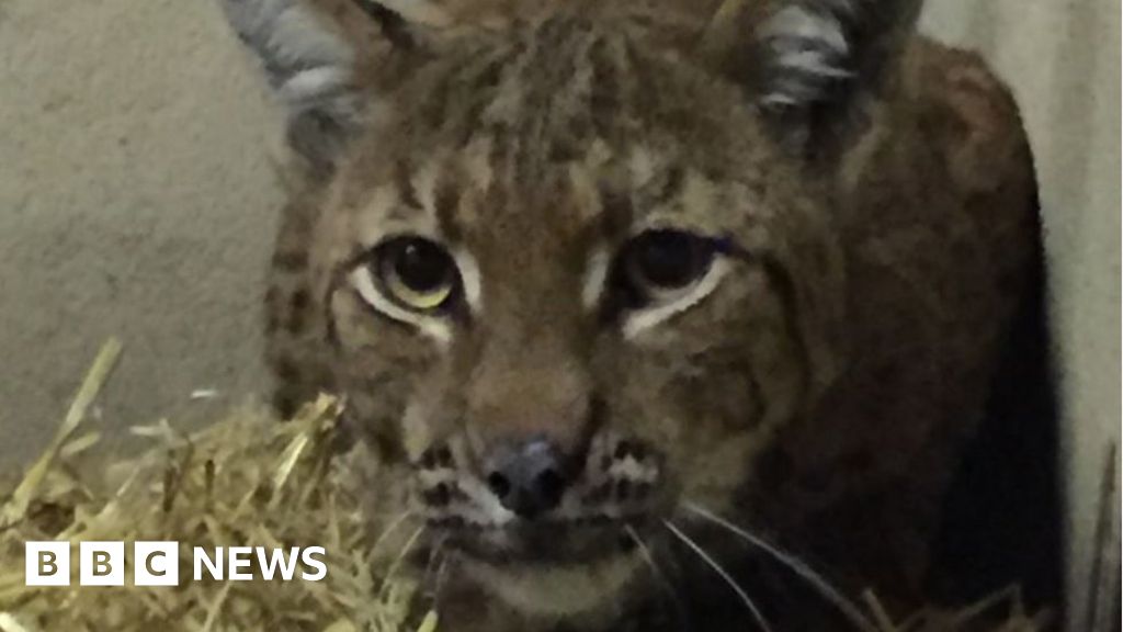 Dartmoor Lynx recaptured after three weeks on run - BBC News