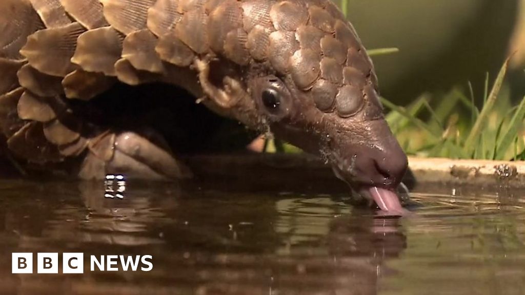 If you've never seen a pangolin... - BBC News
