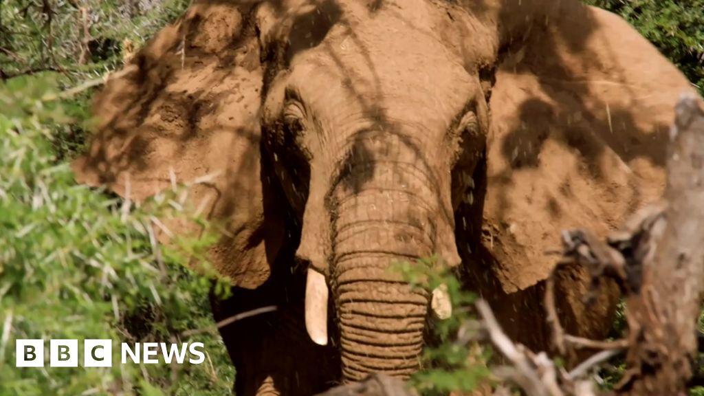 Elephants have been caught eating weaver bird nests - BBC News