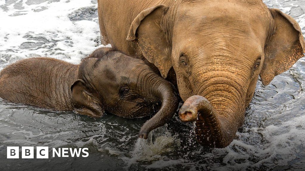 Woburn Safari Park: Elephant Tarli survives deadly virus - BBC News