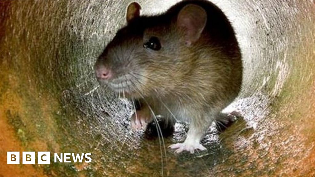 Belfast woman forced from home over smell of dead rats - BBC News
