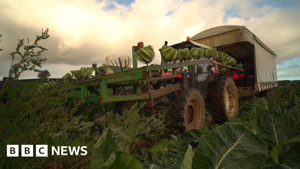 Northern Ireland farming industry profits rose by 8% last year - BBC News