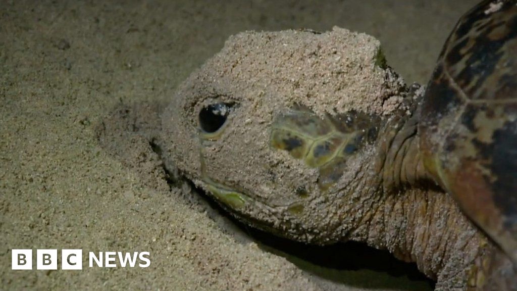 Saving green turtles... by cooling their eggs - BBC News