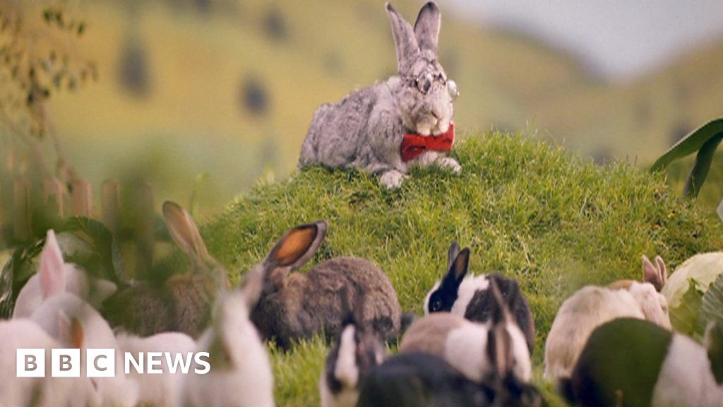 Poles told to breed 'like rabbits' to fight falling birth rate - BBC News