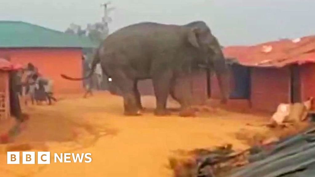 Why are elephants wrecking a Rohingya refugee camp? - BBC News