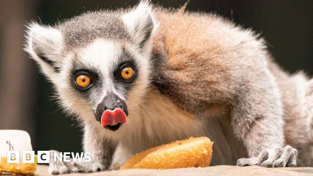 Anglia Ruskin University study reveals secrets of lemur larynx - BBC News