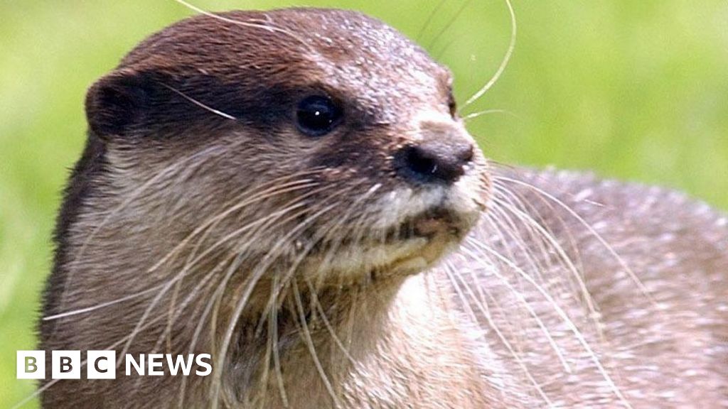 Isle of Man experts 'perplexed' by dead otter find - BBC News Isle of Man experts 'perplexed' by dead otter find - BBC News