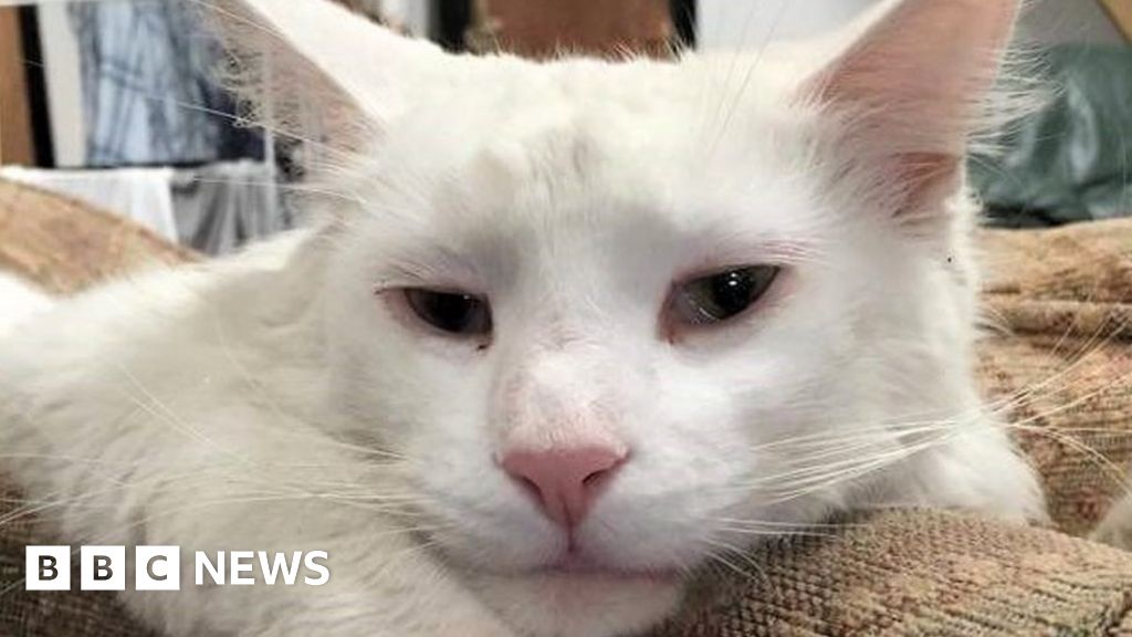 Missing London cat found five years later in Stevenage - BBC News