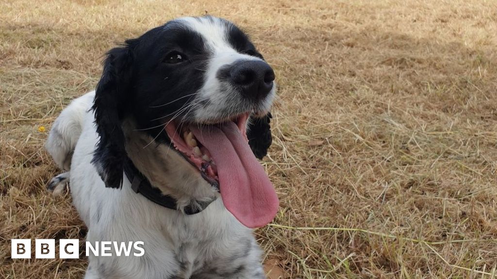 Police dogs detect suspected Class A drugs stash - BBC News