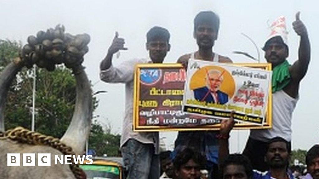 India Jallikattu bullfighting events resume in Tamil Nadu - BBC News