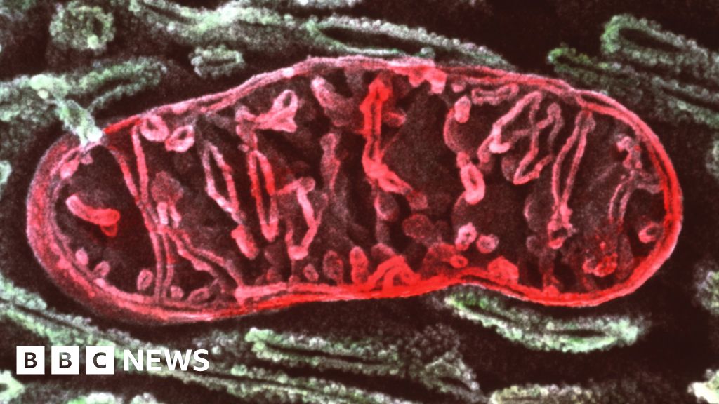 mitochondria bbc