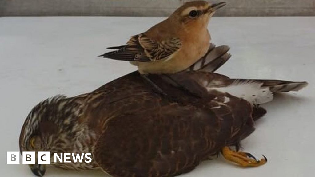 Hawk knocked unconscious during bird chase - BBC News