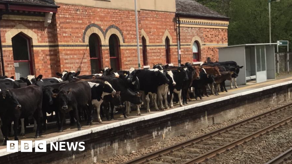 Trains delayed by cows on the line in Kent - BBC News