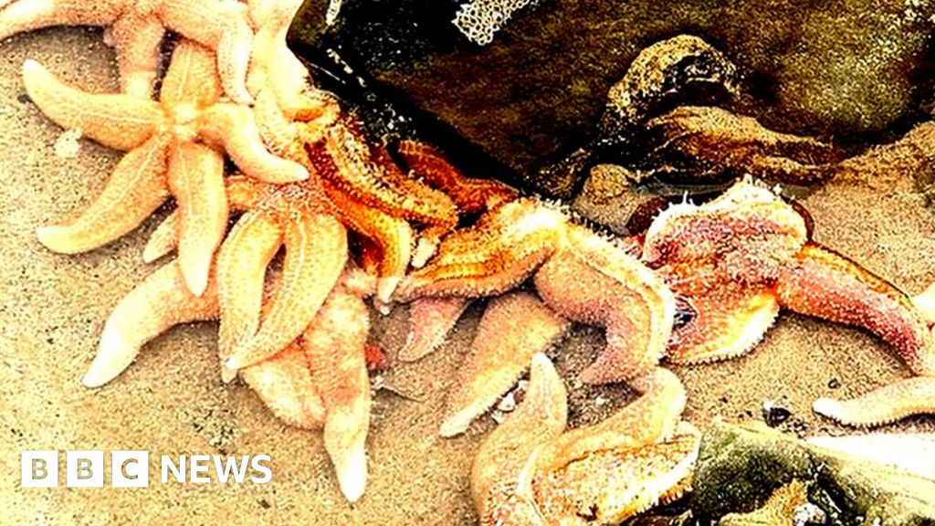 Pembrokeshire: Stranded starfish on Welsh beaches - BBC News