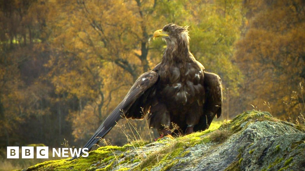 Scottish trials to stop sea eagles stealing lambs - BBC News
