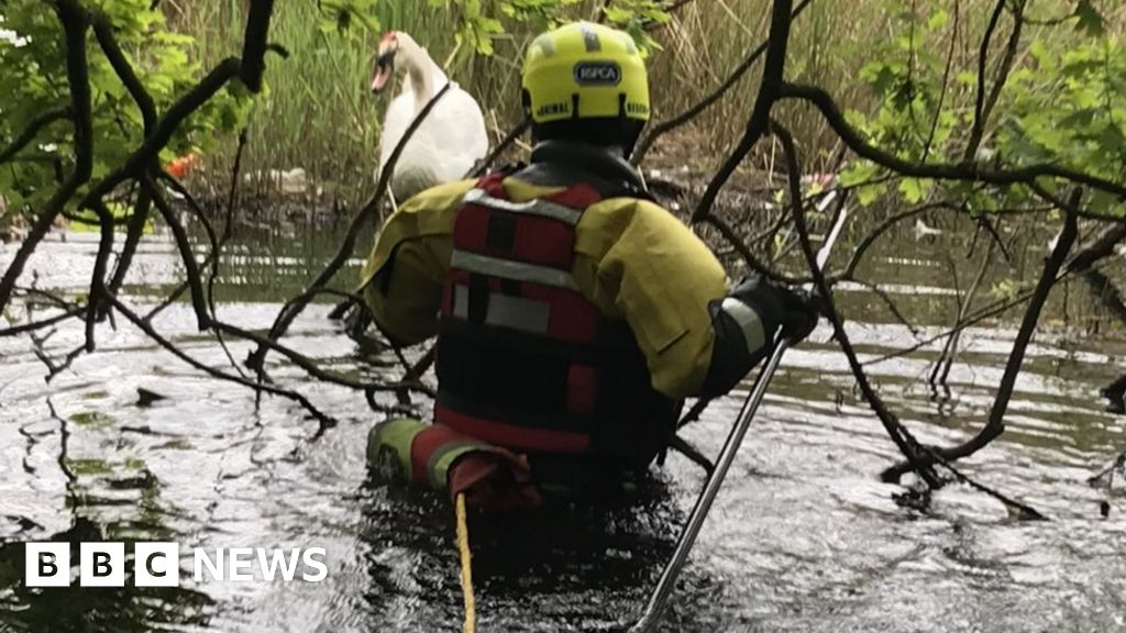 Nesting mute swan shot four times in Merseyside park - BBC News