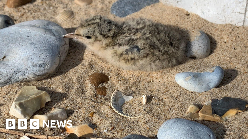 Norfolk wildlife groups call to protect ground-nesting birds