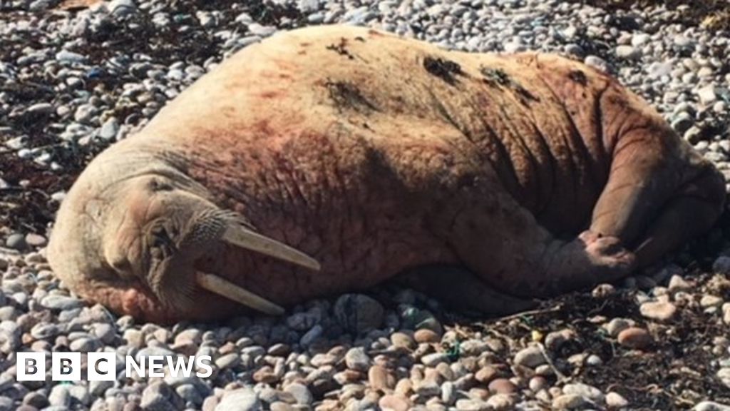 Wally believed to be walrus seen in Norway