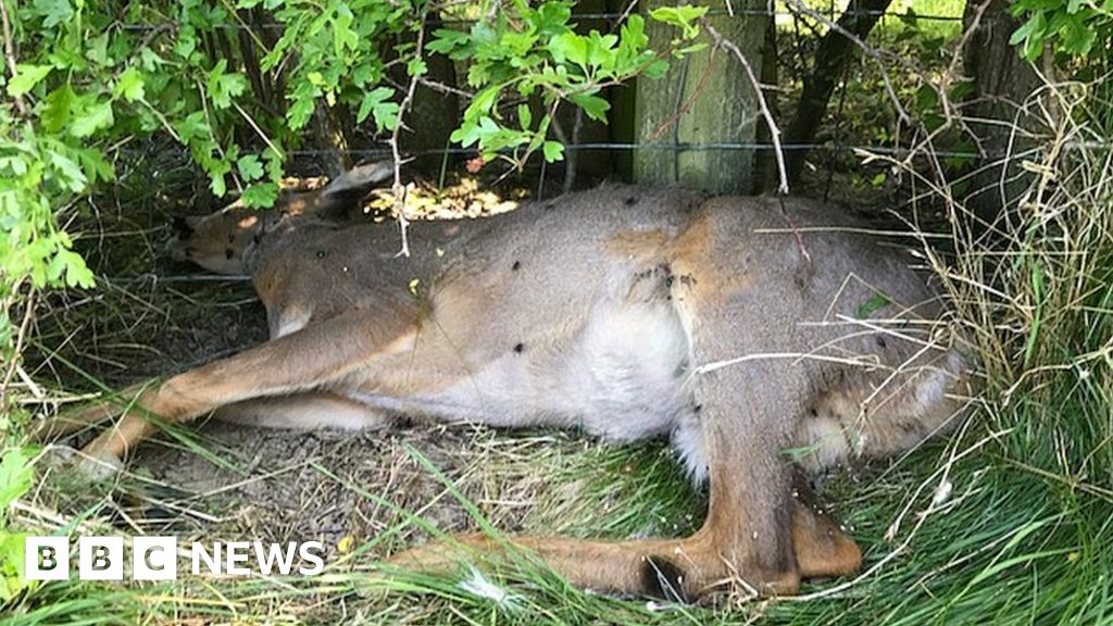 Dead deer found in bin bags at County Durham picnic spot