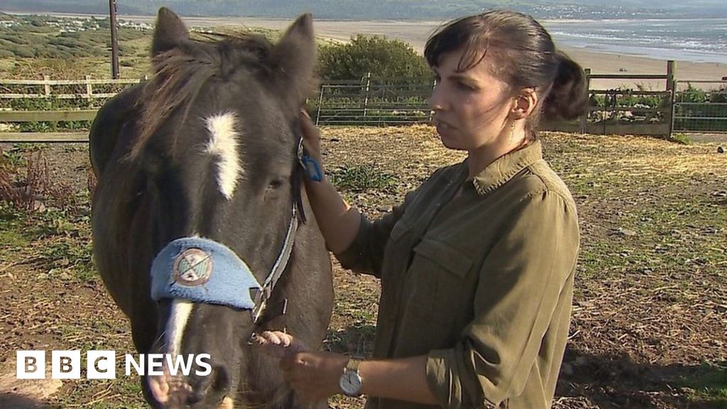 Horses healing scars for survivors of domestic abuse - BBC News