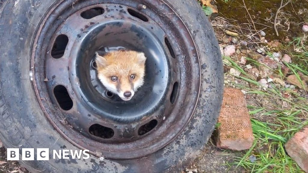 Trapped fox cut free from tyre cubby hole in Selly Oak - BBC News