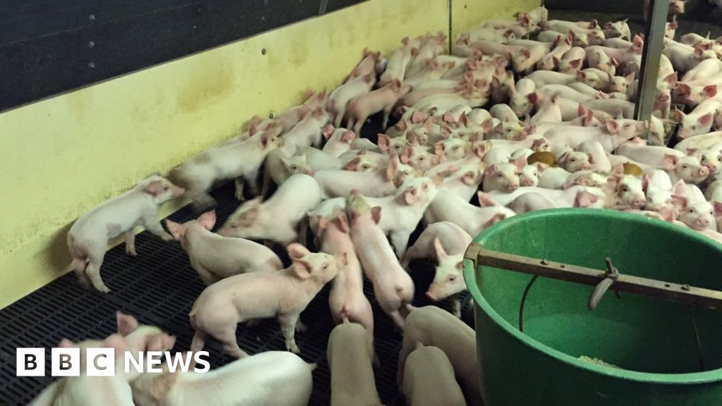 Newtownabbey pig farm plan is scaled down - BBC News