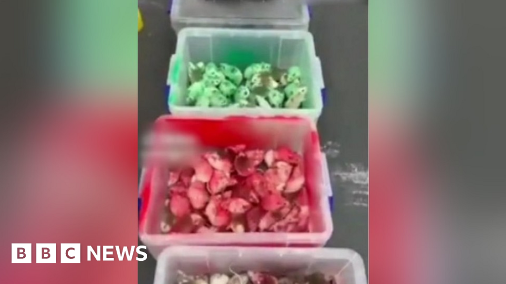 Second Birmingham Mcdonalds Mice Protest Suspect Arrested Bbc News