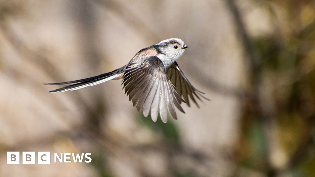 Wartime code breaker helps crack Sheffield birds' behaviour