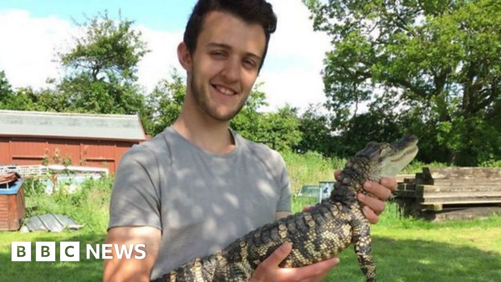 Crikey! I've got two crocodiles in my back garden - BBC News