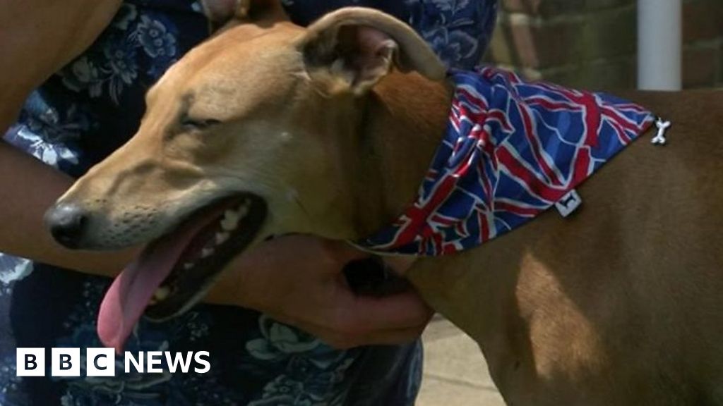 New home for 'pile of rags' dog found in Maidstone