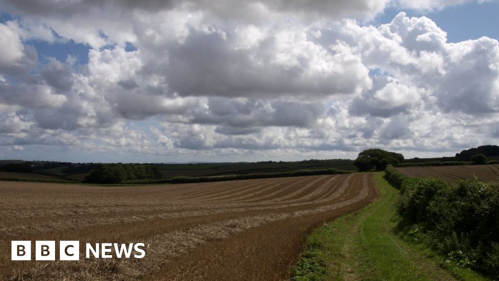 Dorset plans for continuous line of hedge across county - BBC News