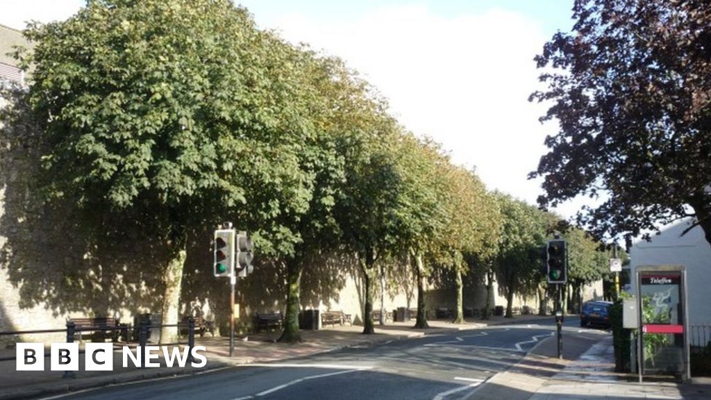 Tenby's South Parade landmark trees to be felled - BBC News