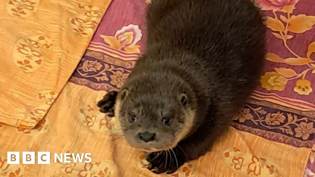 Young otter saved near main road in Bideford - BBC News